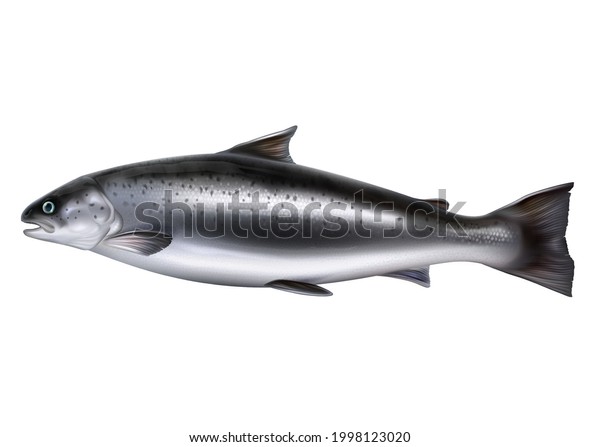 Whole Salmon Fish Vector Realistic Isolated Stock Vector (Royalty Free ...