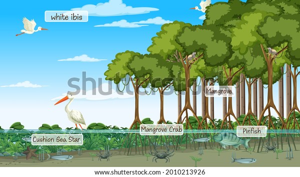 Wild Animals Label Name Mangrove Forest Stock Vector (Royalty Free ...