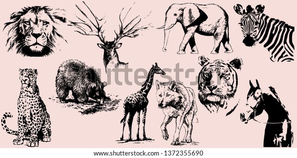 Wild Animals Set Hand Drawn Vector 库存矢量图（免版税）1372355690 | Shutterstock