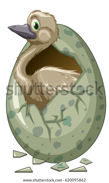 Wild Bird Hatching Egg Illustration Stock Vector (Royalty Free ...