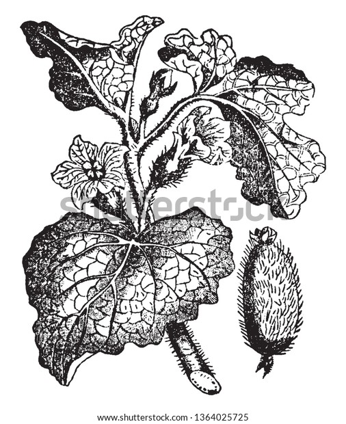 Wild Cucumber Vine Attractive Some People Stock Vector (Royalty Free ...