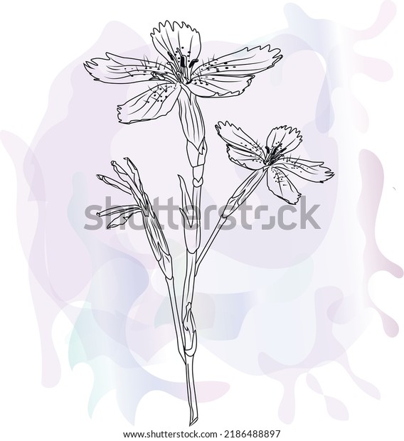 Wild Flowers Line Drawing Eps 10 Stock Vector (Royalty Free) 2186488897 ...