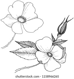 Wild Rose Vector Style Isolated Full Stock Vector (Royalty Free ...