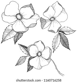 Wild Rose Vector Style Isolated Full Stock Vector (Royalty Free) 1160271760