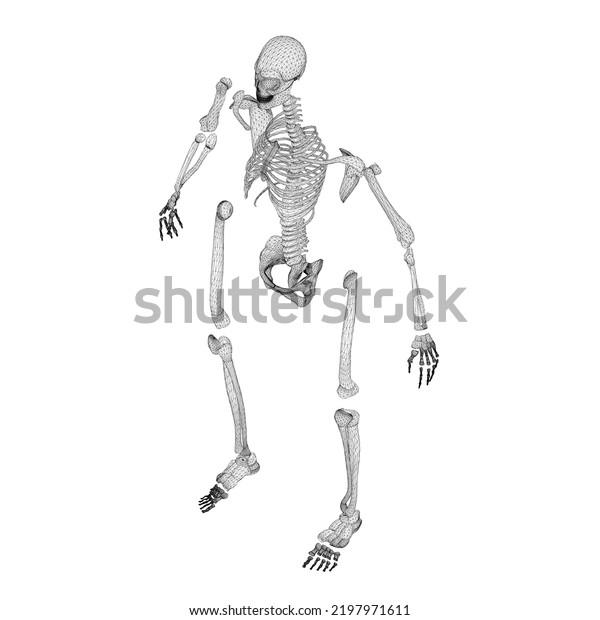 Wireframe Disassembled Human Skeleton Black Lines Stock Vector (Royalty ...