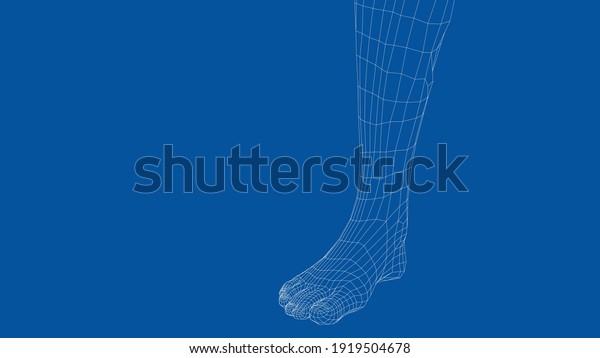 Wireframe Leg Closeup View Anatomy Concept Stock Vector (Royalty Free ...
