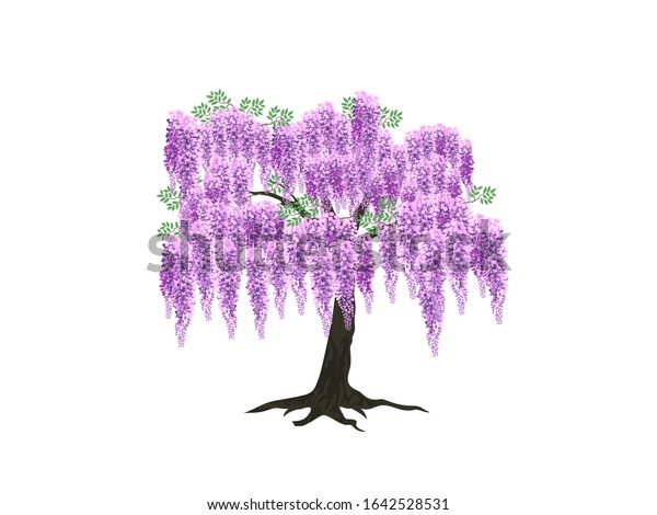 Wisteria Tree Vector Isolated On White Stock Vector (Royalty Free ...