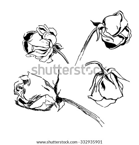 Withered Rose Ink Stock Vector (Royalty Free) 332935901 - Shutterstock