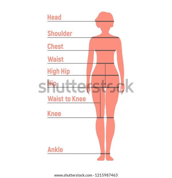Woman Size Chart Human Front Side Stock Vector (Royalty Free ...