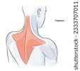 4,739 Trapezius Royalty-Free Images, Stock Photos & Pictures | Shutterstock