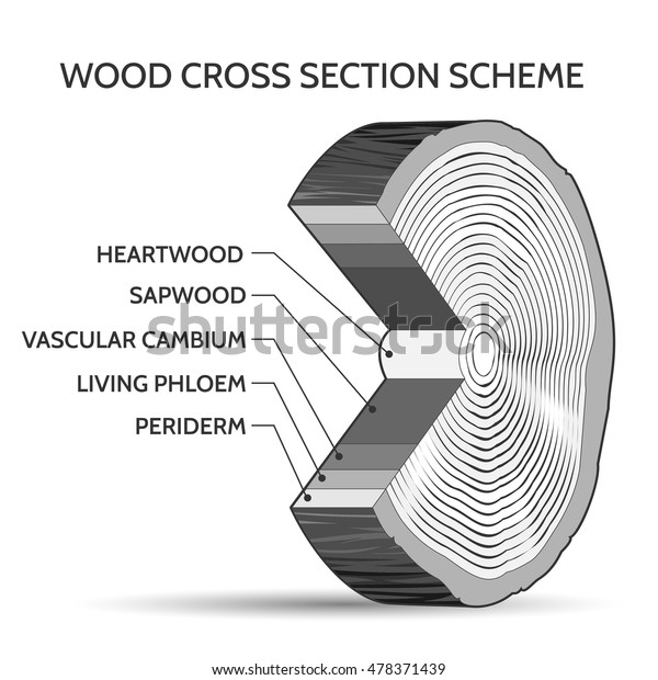 Wood Cross Section Scheme Trunk Tree Stock Vector (Royalty Free ...