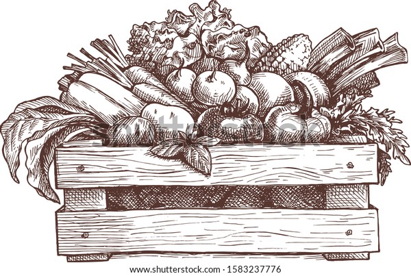 Wooden box with vegetables,vector hand drawing