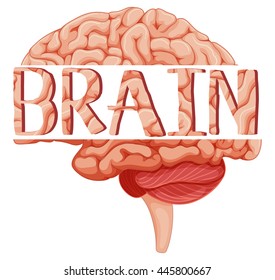 Word Brain On Human Brain Illustration Stock Vector (Royalty Free ...