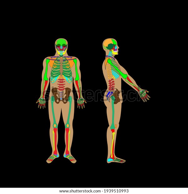 X Ray Human Body Front Profile Stock Vector (Royalty Free) 1939510993 ...