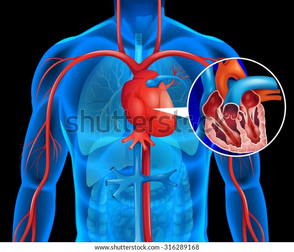 Xrays Human Heart Illustration Stock Vector (Royalty Free) 316289168