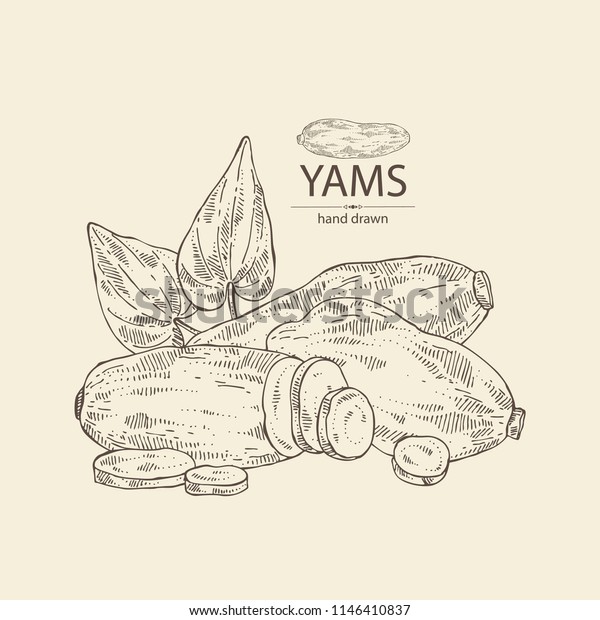 Yams Tuber Yams Leaves Slice Vector Stock Vector (Royalty Free) 1146410837