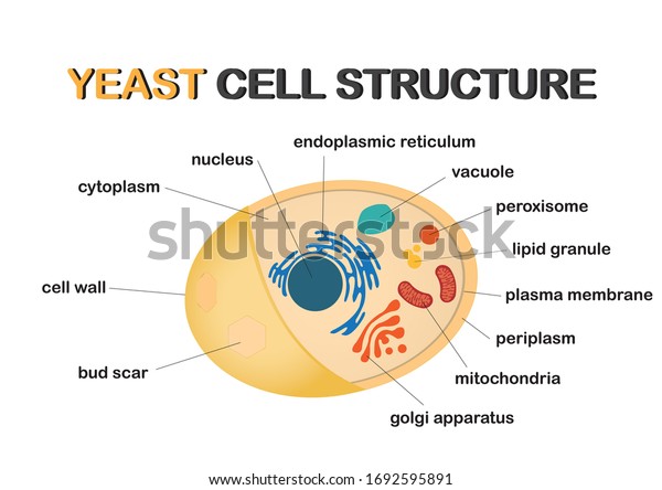 Yeast Structure Diagram Microbiology Lecture: เวกเตอร์สต็อก (ปลอดค่า ...