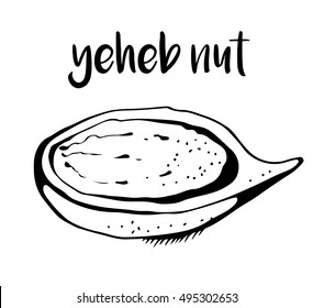 Yeheb Nut On White Background Vector Stock Vector (Royalty Free ...