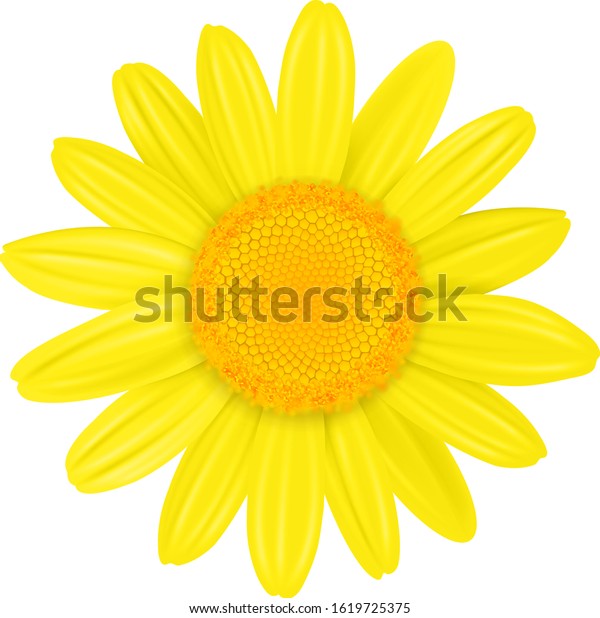 Yellow Daisy Flower Isolated Vector Illustration Stock Vector (Royalty ...