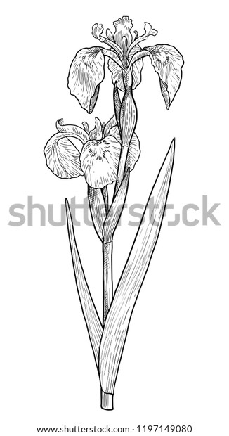 Yellow Flag Iris Illustration Drawing Engraving Stock Vector (Royalty ...