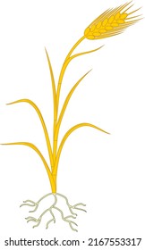 Yellow Ripe Rye Plant Root System: เวกเตอร์สต็อก (ปลอดค่าลิขสิทธิ์ ...