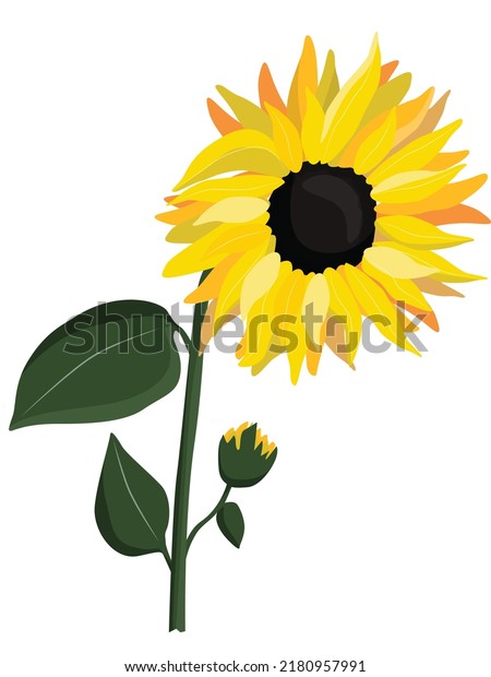 Yellow Sunflower Vector Illustration Isolated On Stock Vector (Royalty ...