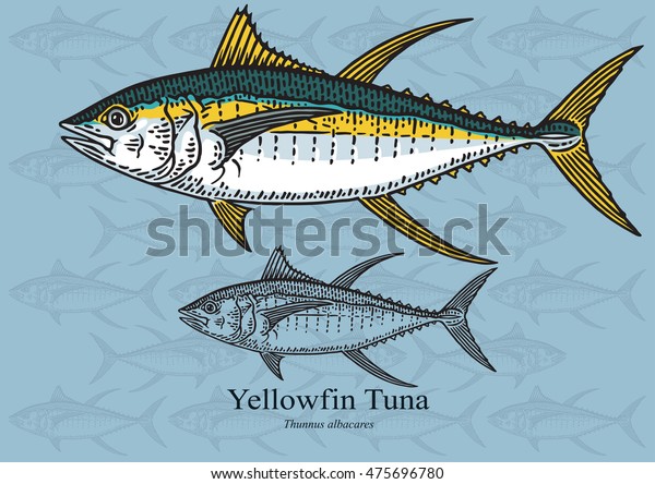 Yellowfin Tuna Vector Illustration Refined Details Stock Vector ...