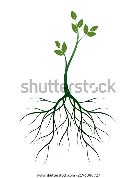 Young Green Tree Roots Vector Outline Stock Vector (Royalty Free ...