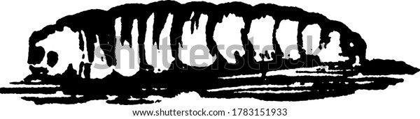 Young Larva Sheep Botfly Estrus Ovis Stock Vector (Royalty Free ...