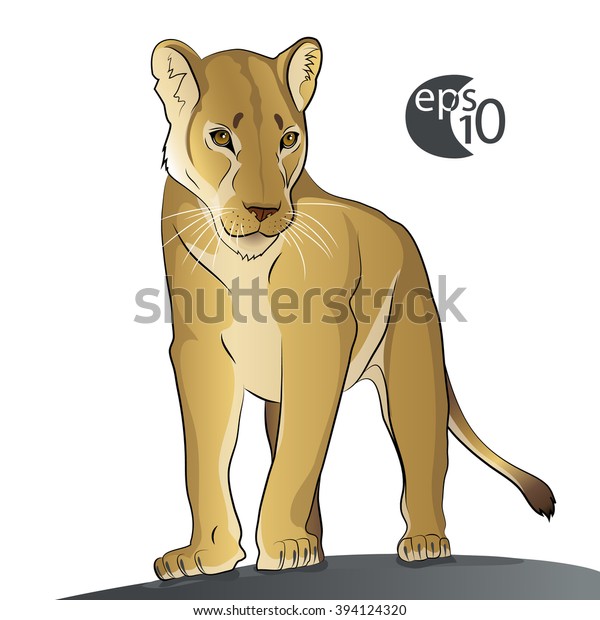 Young Lioness Color Vector Image Isolated Stock Vector (Royalty Free ...