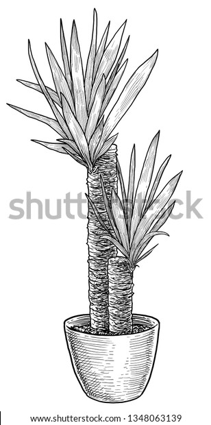 Yucca Tree Illustration Drawing Engraving Ink Stock Vector (Royalty ...