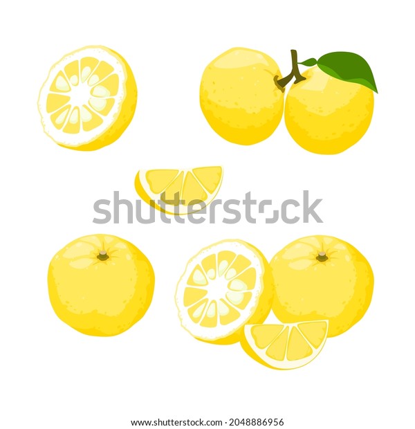 Yuzu Set Yuzu Slice Half Cut Stock Vector (Royalty Free) 2048886956 ...
