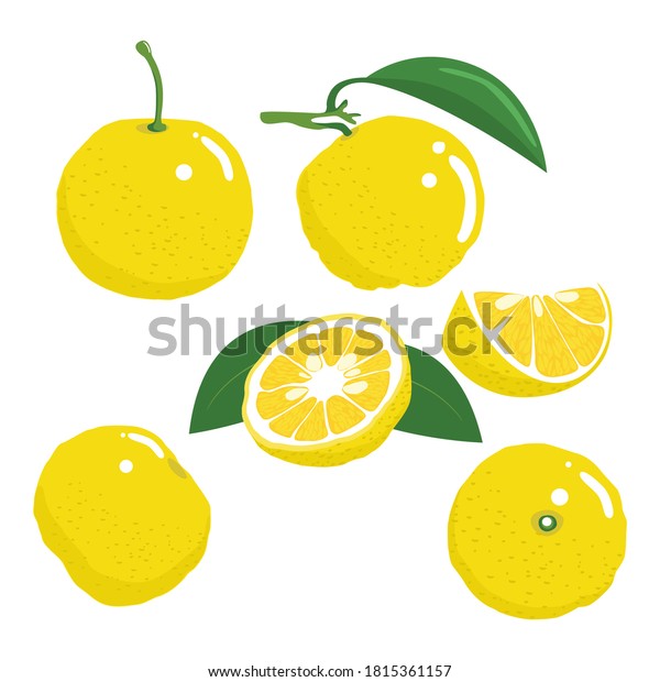 Yuzu Slice Half Cut Yuzu Front Stock Vector (Royalty Free) 1815361157