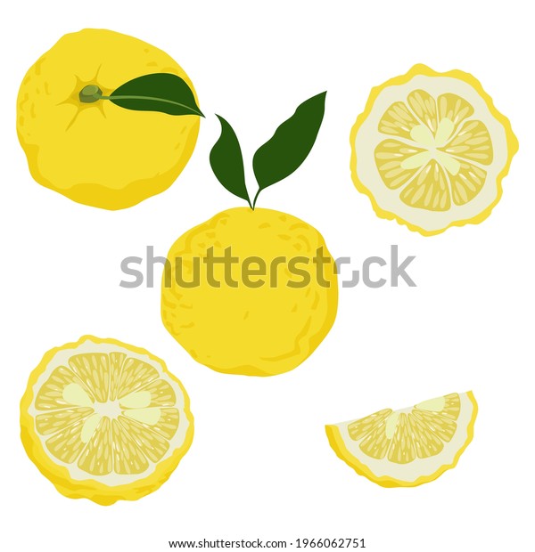 Yuzu Slice Half Cut Yuzu Front Stock Vector (Royalty Free) 1966062751 ...