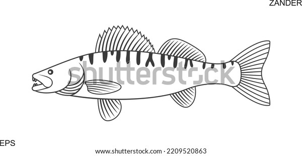 Zander Outline Isolated Zander On White Stock Vector (Royalty Free ...
