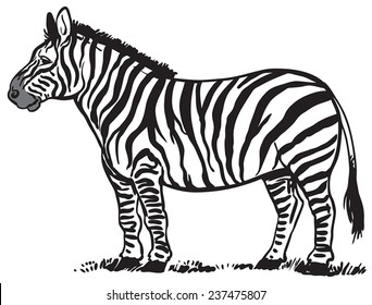 Drawing Zebra Sketch African Mammal Equus Stock Illustration 1543347884