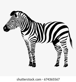 Zebra Animal Vector Illustration: vector de stock (libre de regalías ...