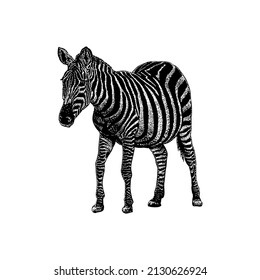 Zebra Hand Drawing Vector Illustration Isolated Stock Vector (Royalty ...