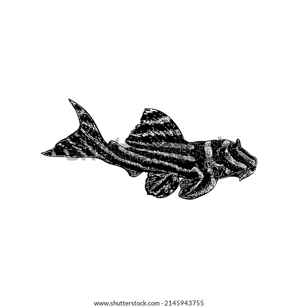 Zebra Pleco Hand Drawing Vector Illustration: เวกเตอร์สต็อก (ปลอดค่า ...