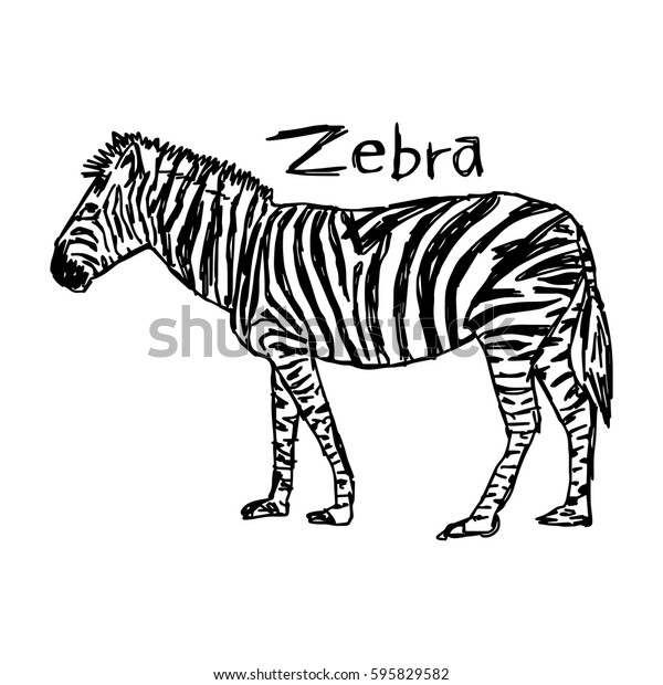 Zebra Vector Illustration Sketch Hand Drawn Stock Vector (Royalty Free ...