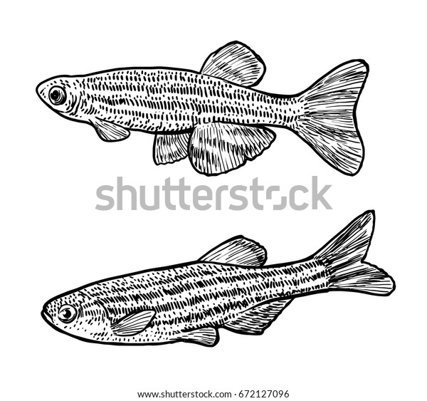 Zebrafish illustration, drawing, engraving, ink, line art, vector