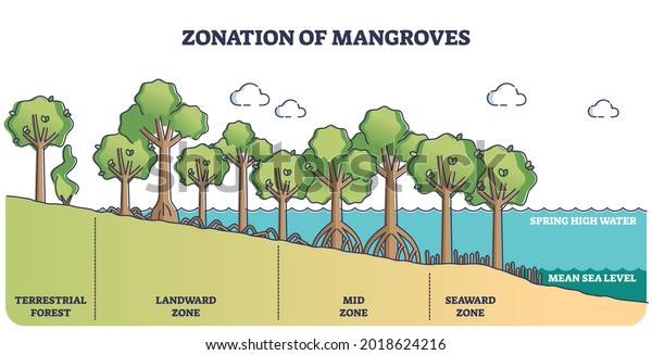 Zonation Mangroves Trees Forest Plant Species Stock Vector (Royalty ...