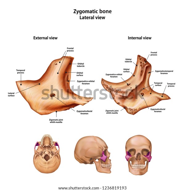 Zygomatic Bone Name Description All Sites Stock Vector (Royalty Free ...