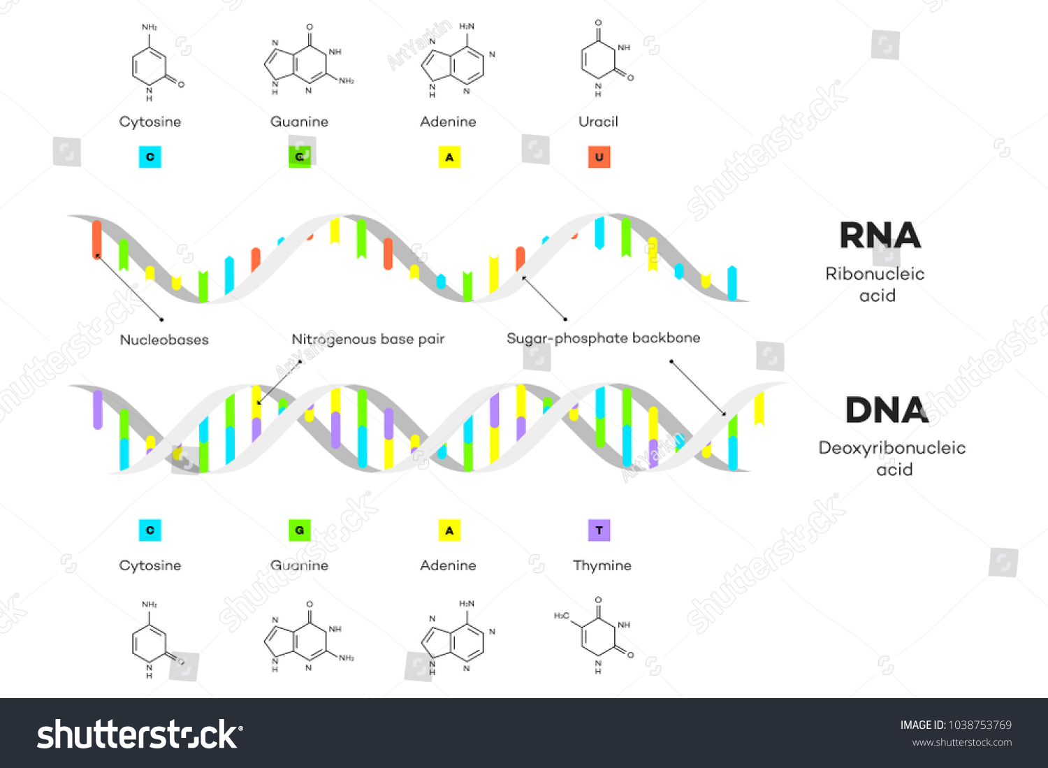 Molecular Structure Dna Rna Infographic Educational Stock Vector