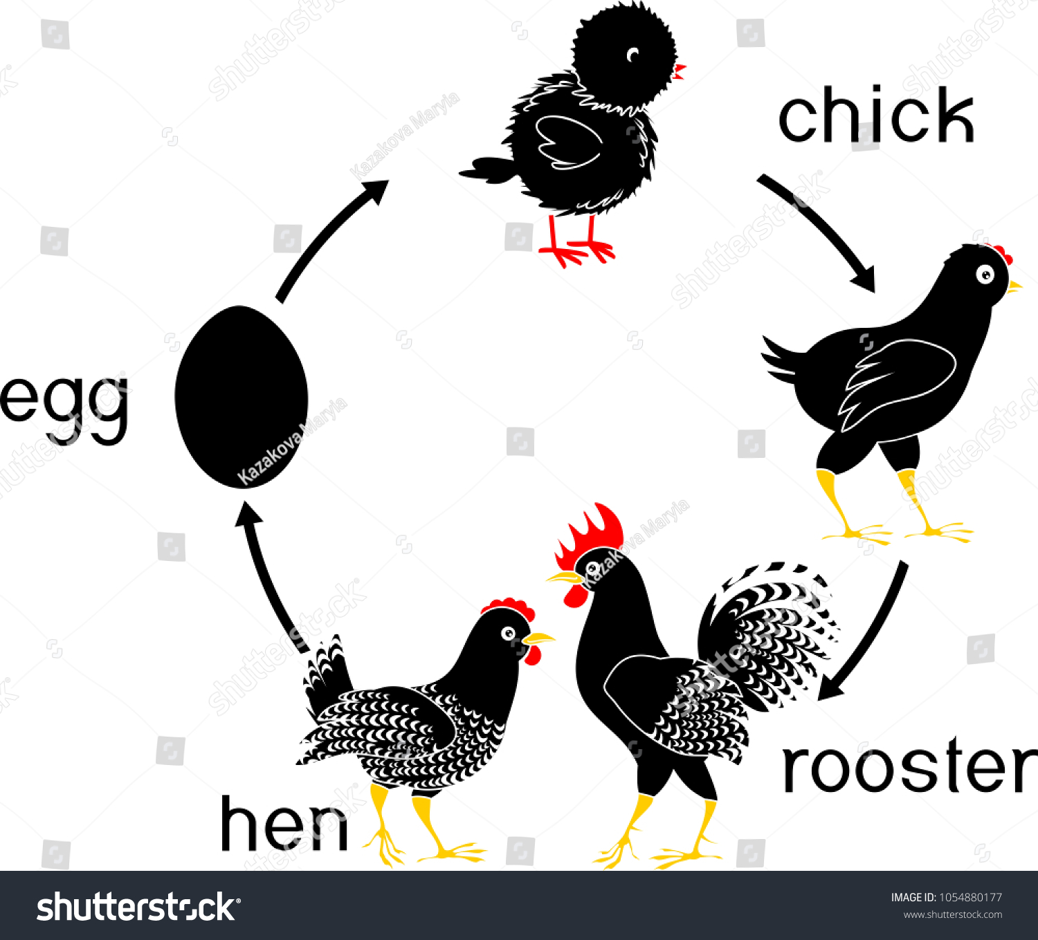 Vektor Stok Chicken Life Cycle Titles Stages Chicken Tanpa Royalti
