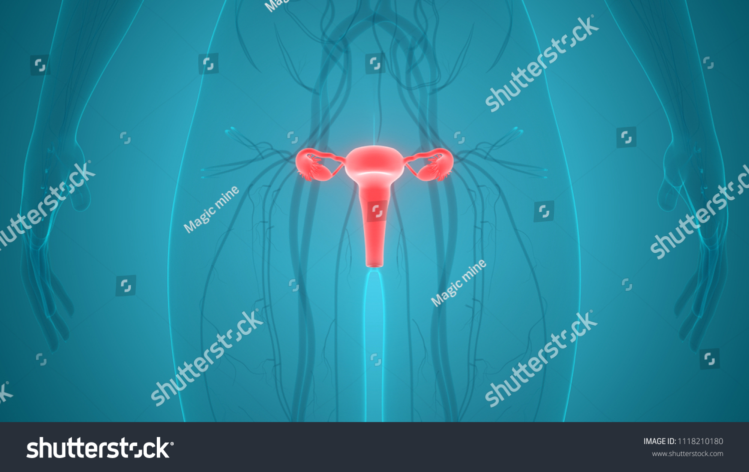 Female Reproductive System Anatomy 3d Stock Illustration 1118210180