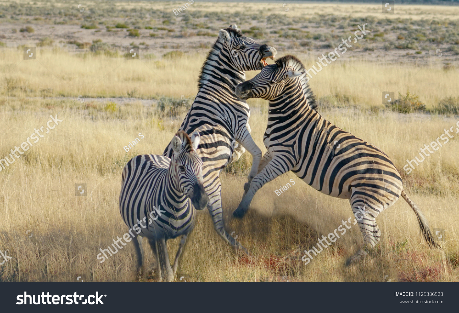 Zebra Rearing Fighting Pose Etosha National Stock Photo 1125386528 ... Zebra Rearing Fighting Pose Etosha National Stock Photo 1125386528 ...