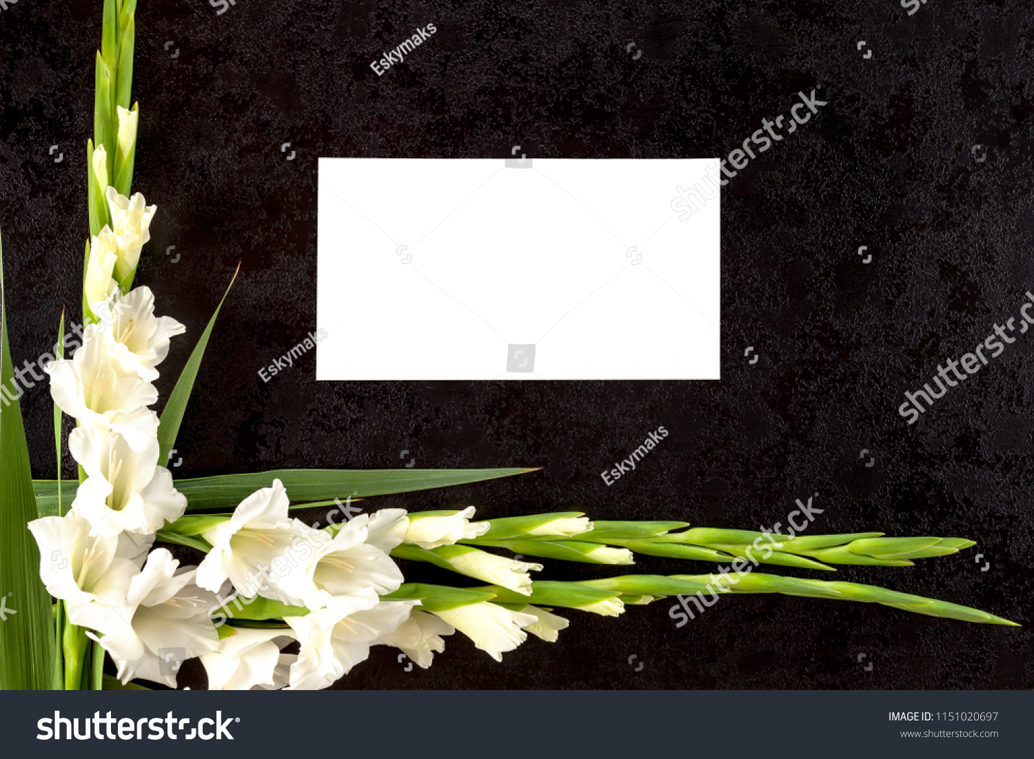 Gladioly Flowers Blank Paper Obituary Notice Stock Photo 1151020697 ... Gladioly Flowers Blank Paper Obituary Notice Stock Photo 1151020697 ...