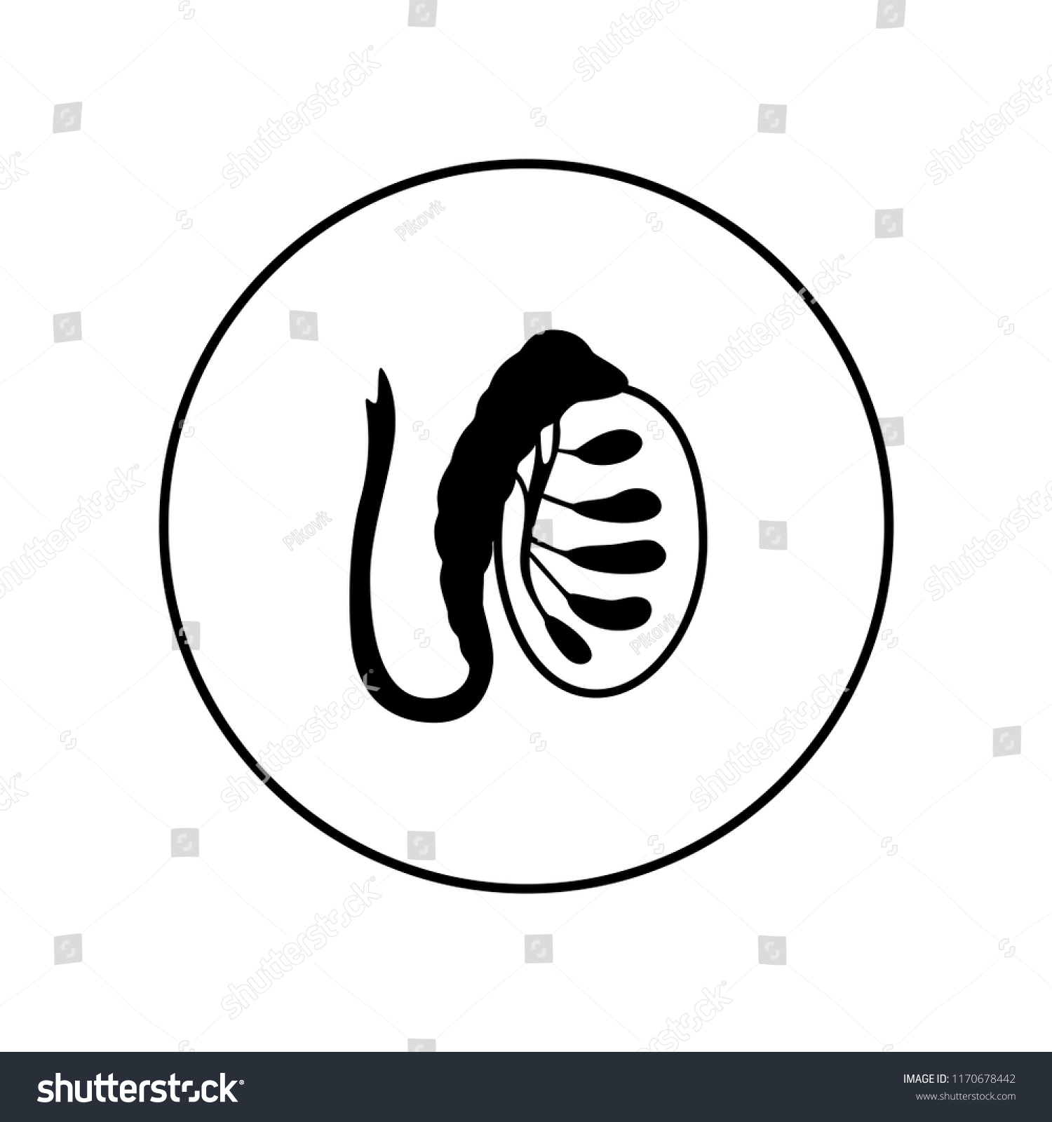 Vector Isolated Illustration Male Reproductive System Stock Vector