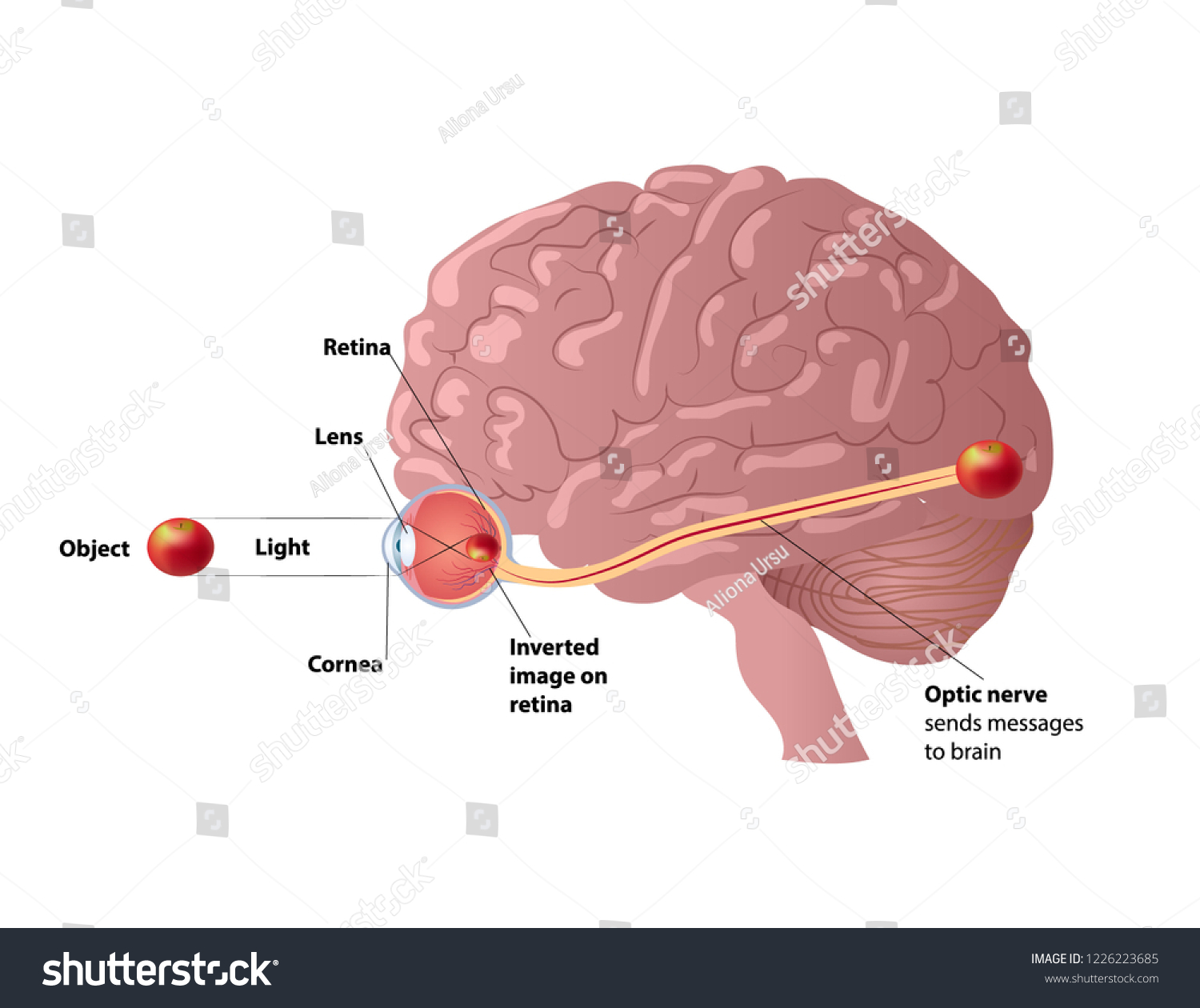 Visual Processing Scheme Vector 库存矢量图（免版税）1226223685 | Shutterstock
